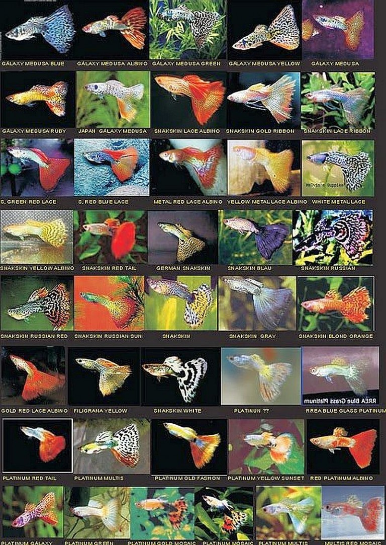 Types Of Guppies Tropical Fish Keeping