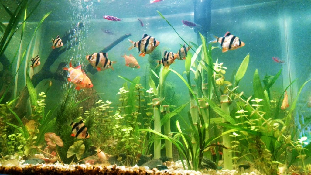 Tropical Fish Keeping – Barbs - Tropical Fish Keeping