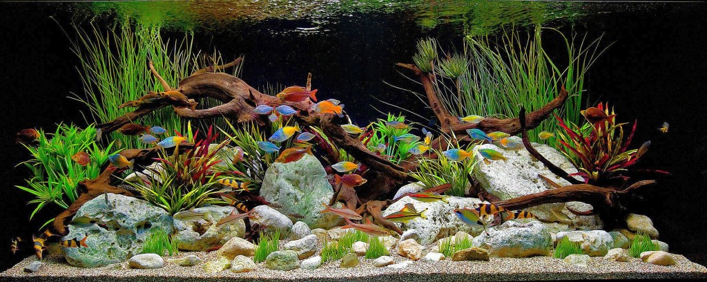 Pros And Cons – Freshwater Or Saltwater Aquarium? - Tropical Fish Keeping