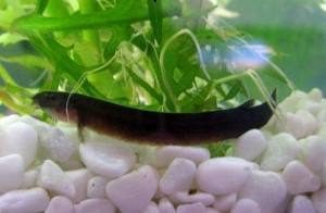 Black Kuhlii Loach (Pangio sp.) | Tropical Fish Keeping