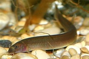 Chocolate Kuhli Loach | Tropical Fish Keeping