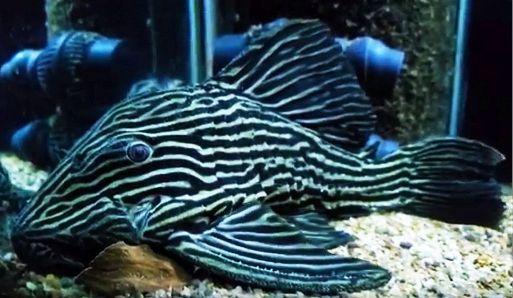 Gold Royal Pleco L-027 (Panaque nigrolineatus) | Tropical Fish Keeping