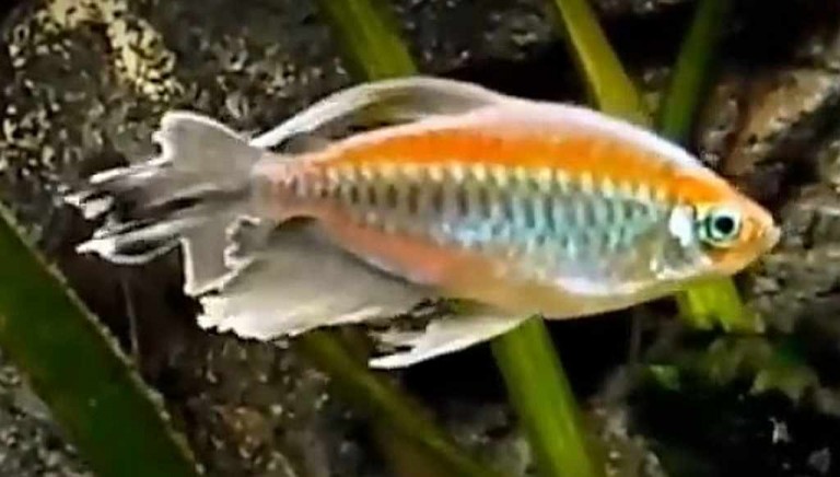 Congo Tetra (Phenacogrammus interruptus) “The Jewel of Tetras ...