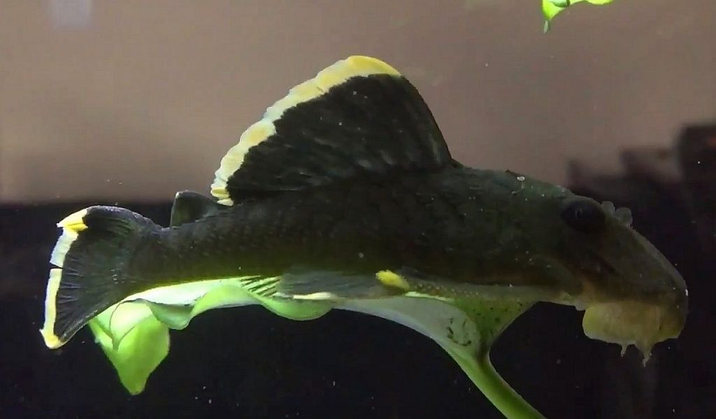 Mango Plecostomus (Parancistrus sp. Magnum) a.k.a. Magnum Pleco ...