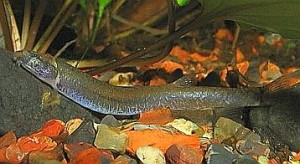 Java Loach - Tropical Fish Keeping