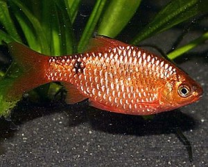 Rosy Barb (Puntius conchonius) - Tropical Fish Keeping