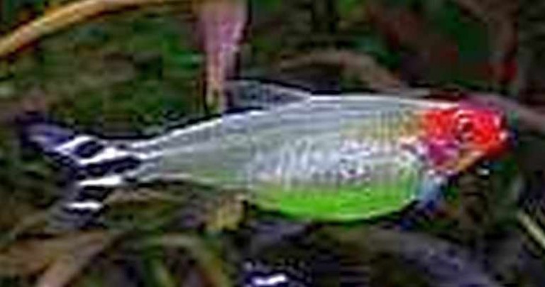 Rummynose Tetra (Hemigrammus bleheri) aka “Firehead Tetra” - Tropical ...