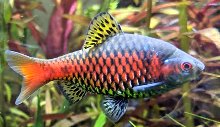 Odessa Barb (Puntius ticto) a.k.a. Scarlet Barb | Tropical Fish Keeping