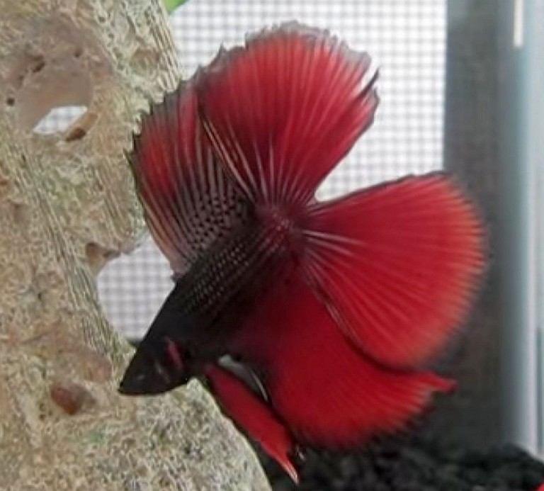Twin Tail Betta (Betta splendens) a.k.a. Double Tail (DT) Betta