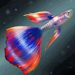Common Guppy - Tropical Fish Keeping