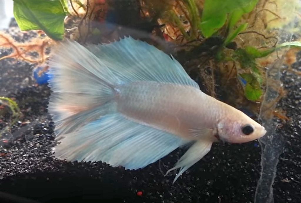 Twin Tail Betta (Betta splendens) a.k.a. Double Tail (DT) Betta