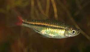 Rasboras - The Perfect Community Fish - Tropical Fish Keeping