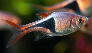 Rasboras - The Perfect Community Fish - Tropical Fish Keeping