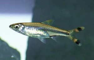 Scissortail Rasbora (Rasbora trilineata) | Tropical Fish Keeping