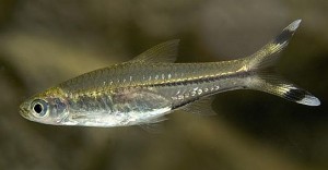 Rasboras - The Perfect Community Fish - Tropical Fish Keeping