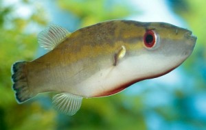 Red-Eye Puffers - Tropical Fish Keeping
