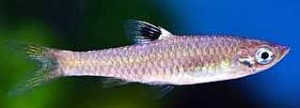 Emerald Eye Rasbora (Rasbora dorsiocellata) - Tropical Fish Keeping