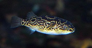 Eye Spot Puffer - Tropical Fish Keeping