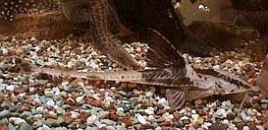 Crying Whiptail (Loricaria sp.`RIO ATABAPO`) | Tropical Fish ...