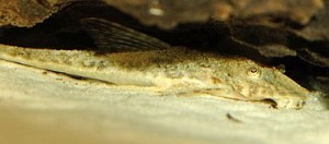 Loricaria Catfish (Loricaria sp.) | Tropical Fish Keeping