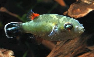 Bornean Red-Eye Puffer (Carinotetraodon borneensis) | Tropical Fish Keeping