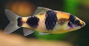 Panda Barb (Puntius fasciatus) | Tropical Fish Keeping