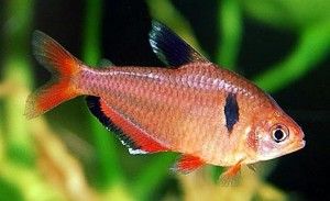 Serpae Tetra (Hyphessobrycon eques) | Tropical Fish Keeping
