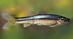 Black Line Rasbora - Tropical Fish Keeping