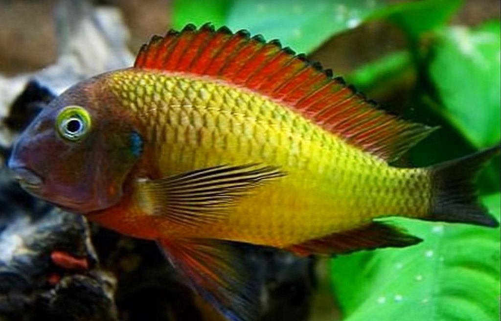Tropheus Moorii Ilangi (Tropheus sp. Ilangi) - King Of The Tropheus ...