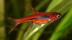 Mosquito Rasbora (Boraras brigittae) | Tropical Fish Keeping