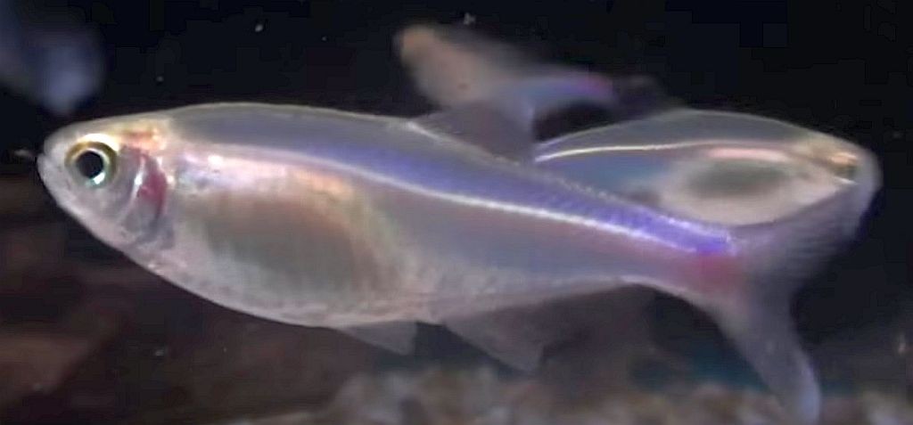 Cochu's Blue Tetra (Boehlkea fredcochui) | Tropical Fish Keeping