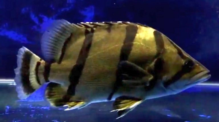 Mekong Tiger Perch | Tropical Fish Keeping