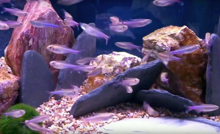 Cochu's Blue Tetra (Boehlkea fredcochui) | Tropical Fish Keeping