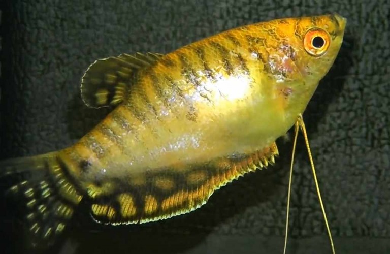 Gold Gourami (Trichogaster trichopterus) | Tropical Fish Keeping