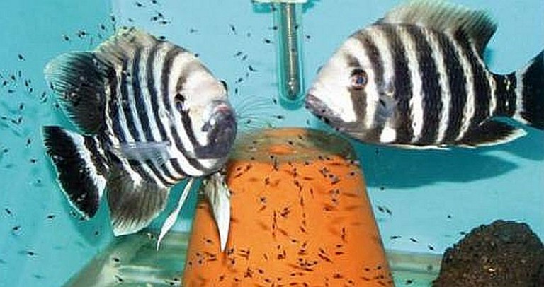 Hornet Cichlid - Tropical Fish KeepingTropical Fish Keeping