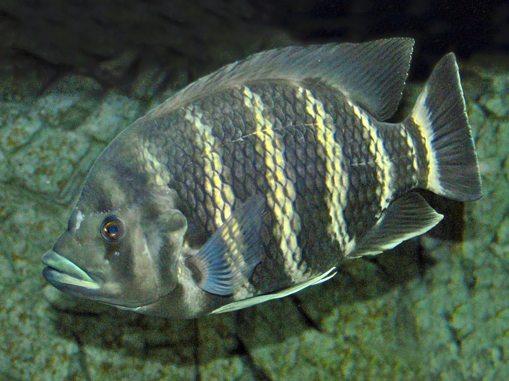 Hornet Cichlid (Tilapia buttikoferi) | Tropical Fish Keeping