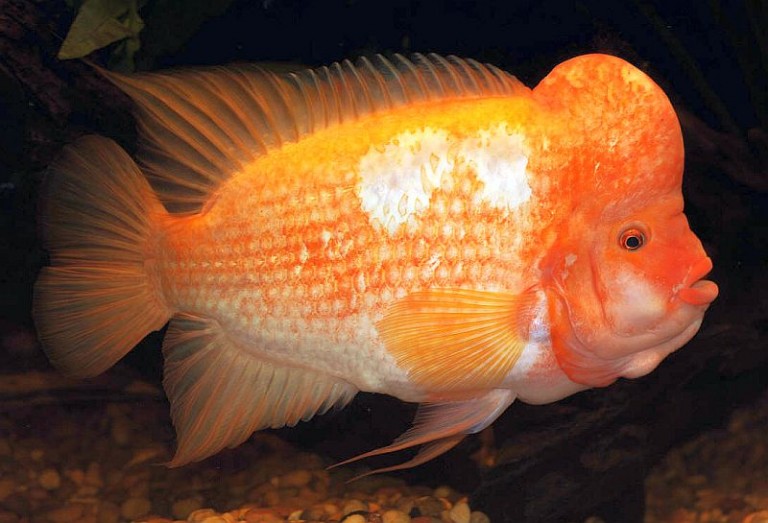 Midas cichlid (Amphilophus citrinellum) | Tropical Fish Keeping