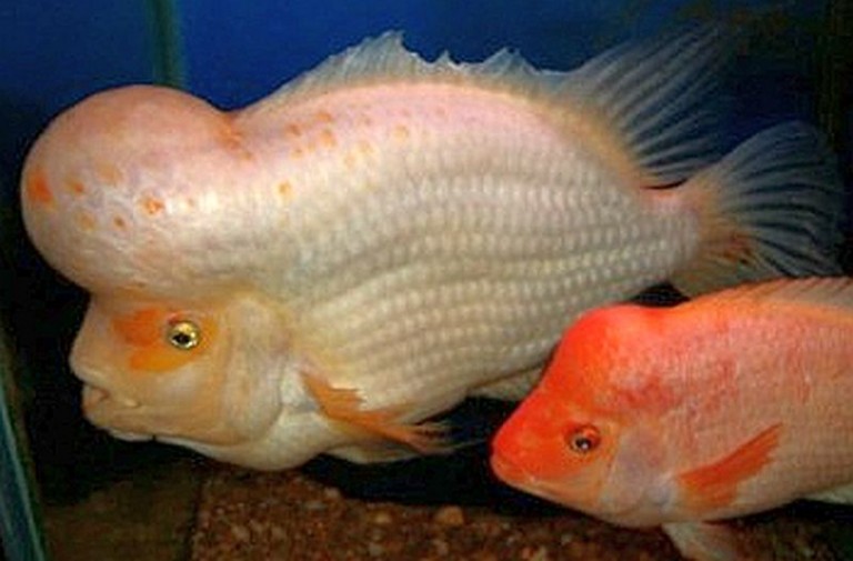 Midas cichlid (Amphilophus citrinellum) | Tropical Fish Keeping
