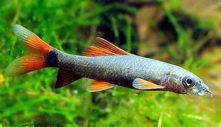 Red Fin Shark (Epalzeorhynchos munense) | Tropical Fish KeepingTropical ...