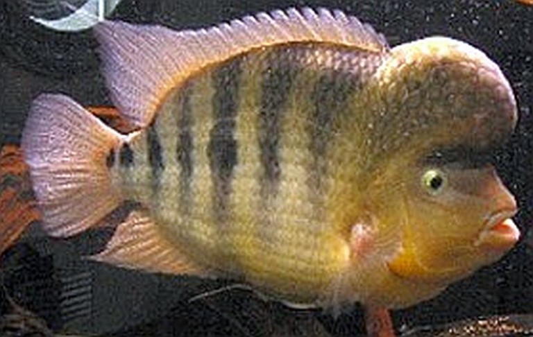 Midas cichlid (Amphilophus citrinellum) | Tropical Fish Keeping