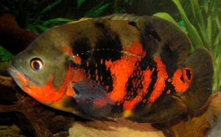 Red Tiger Oscar - Tropical Fish Keeping