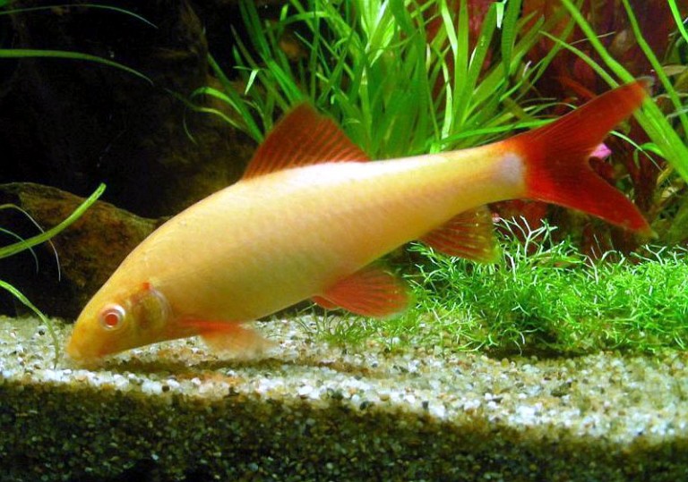 Rainbow Shark (Epalzeorhynchos frenatus) | Tropical Fish Keeping