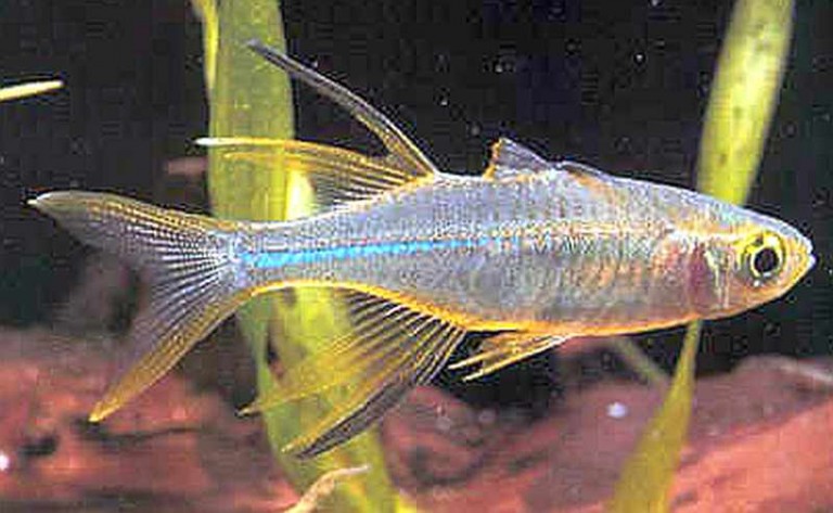 Celebes Rainbow (Marosatherina ladigesi) | Tropical Fish Keeping