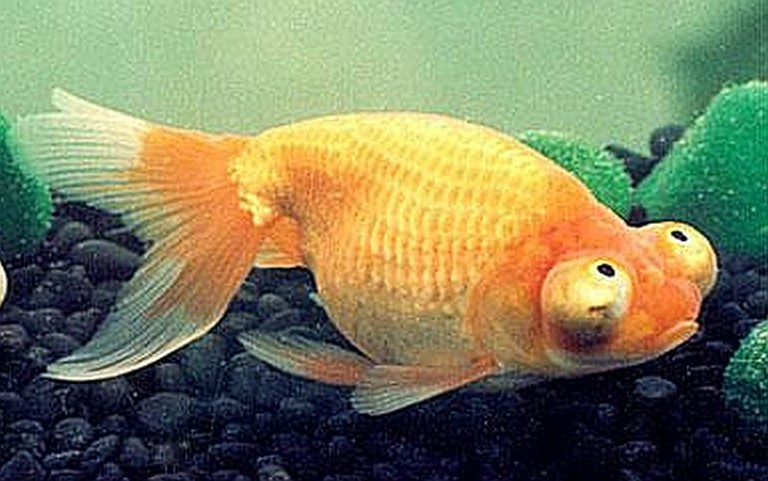 Goldfish (Carassius auratus) | Tropical Fish Keeping