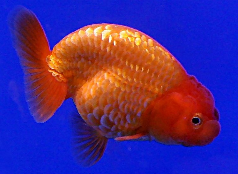 Goldfish (Carassius auratus) | Tropical Fish Keeping