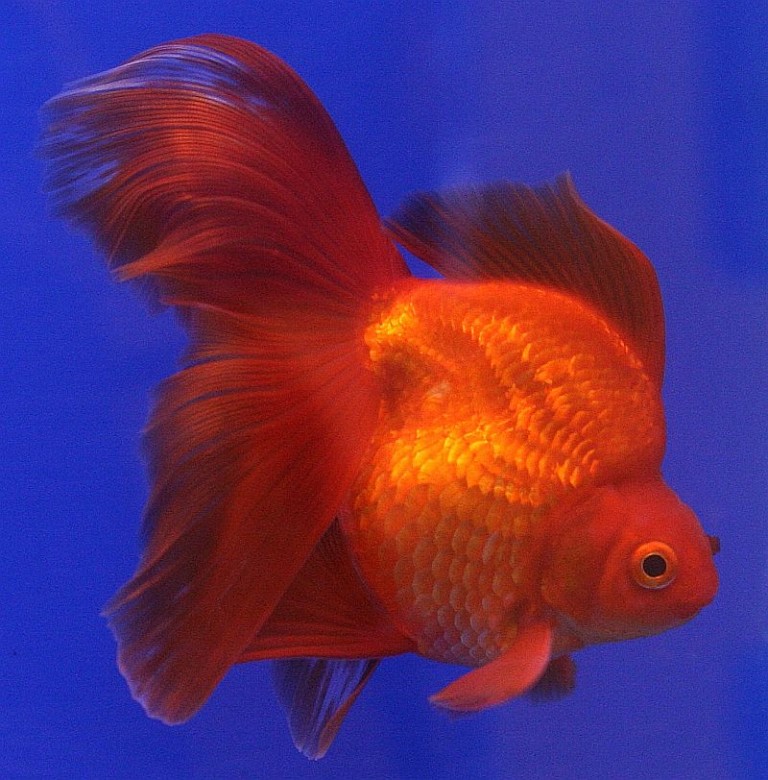 Goldfish (Carassius auratus) | Tropical Fish Keeping