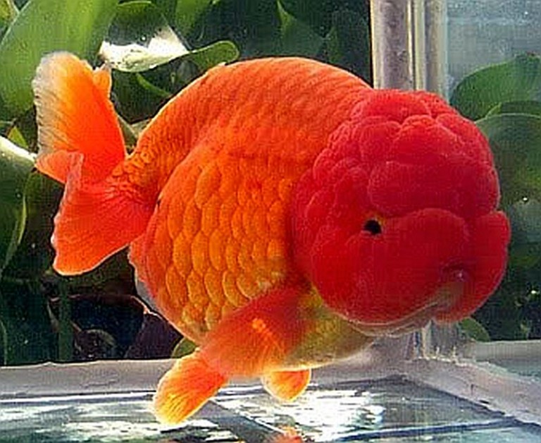 Goldfish (Carassius auratus) | Tropical Fish Keeping