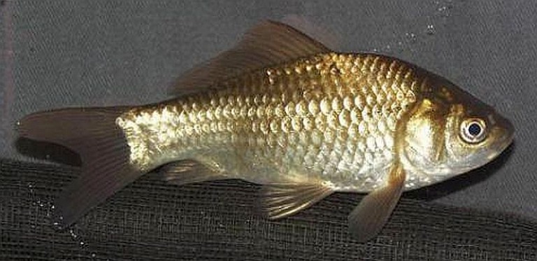 Goldfish (Carassius auratus) | Tropical Fish Keeping