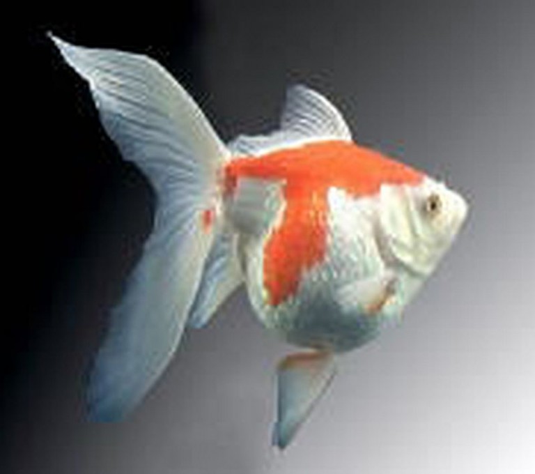 Goldfish (Carassius auratus) | Tropical Fish Keeping