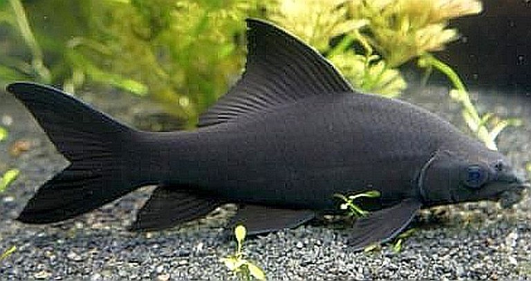 Black Shark (Labeo chrysophekadion) | Tropical Fish Keeping